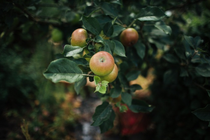 CONTACT :: TREES ARE GOOD